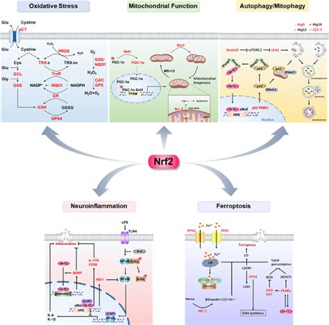 Schematic Representation Of The Multifaceted Role Of Nrf2 In Download Scientific Diagram