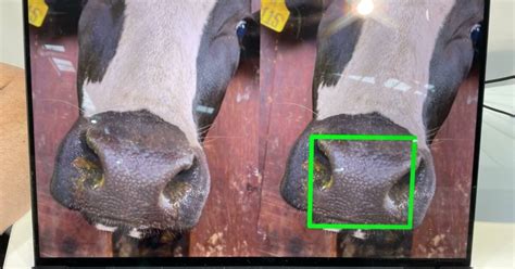 Cattle Facial Recognition Tech Startup Wins Climate Pitch Contest Vic