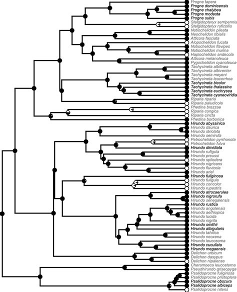 An Example Of Ancestral Character Reconstruction Of The Download Scientific Diagram