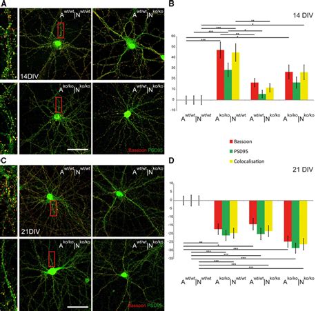 Synaptic Puncta Expression In Primary Hippocampal Neuron Astrocyte Download Scientific Diagram Synaptic Puncta Expression In Primary Hippocampal Neuron Astrocyte Download Scientific Diagram