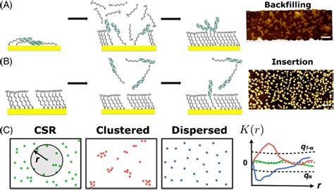 Surface Immobilization Of Dna Probe Molecules Thiolated Dna Monolayers Download Scientific
