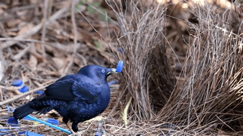 7 Interesting Backyard Birds That Like Shiny Things Birdwatching Nation