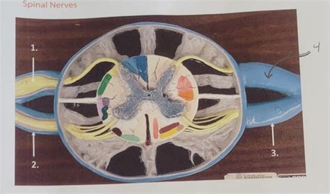 Lab 6 Spinal And Cranial Nerves Flashcards Quizlet