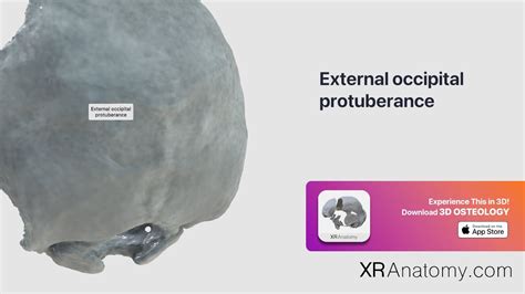 External Occipital Protuberance Youtube
