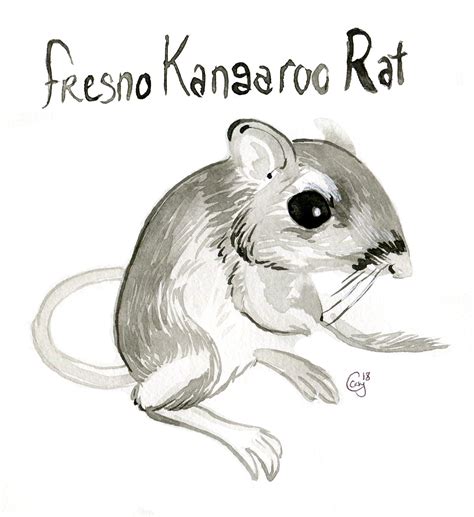 Kangaroo Rat Drawing At PaintingValley Com Explore Collection Of Kangaroo Rat Drawing