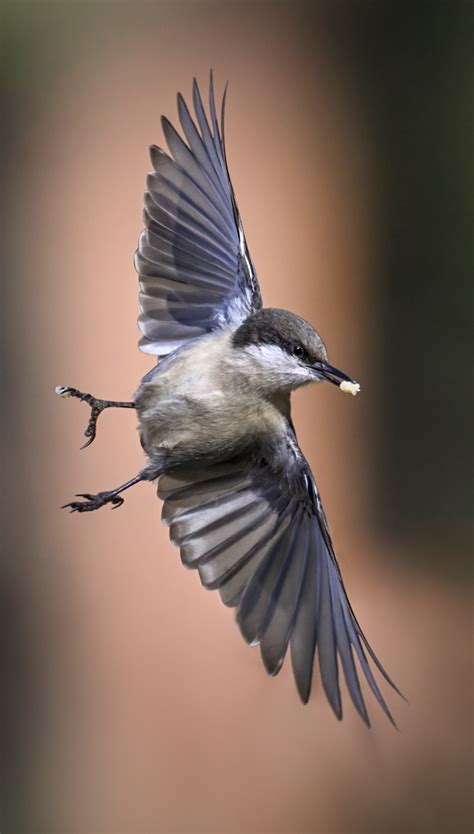 Pygmy Nuthatch Owen Deutsch Photography
