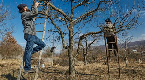 How Proper Tree Pruning Enhances Safety In Your Outdoor Spaces