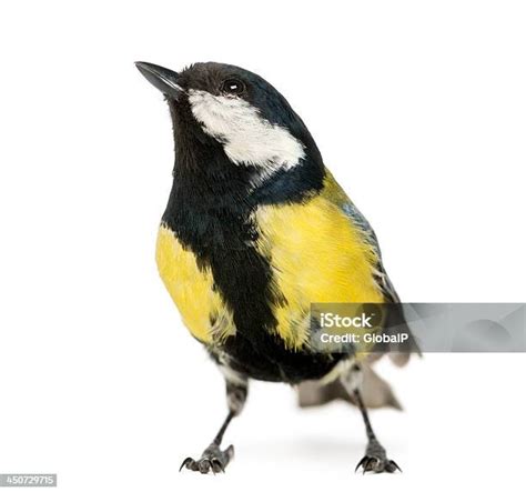 숫나사 방울새 루킹 바라요 Parus 소령 흰색 바탕에 그림자와 0명에 대한 스톡 사진 및 기타 이미지 0명 검은색 노랑 Istock