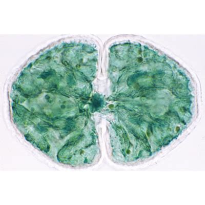 Algae Microscope Slides LabWorld Co Uk