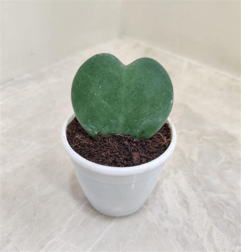 How To Care For Hoya Kerrii Sweetheart Plant Tips Sanjaynursery