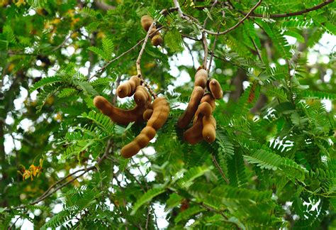 What Is Tamarind Paste