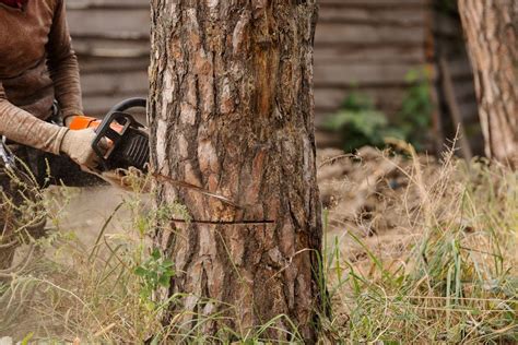 Arborist Tree Trimming Safety Advanced Consulting And Training