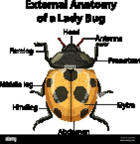 External Anatomy Of A Ladybug On White Background Illustration Stock