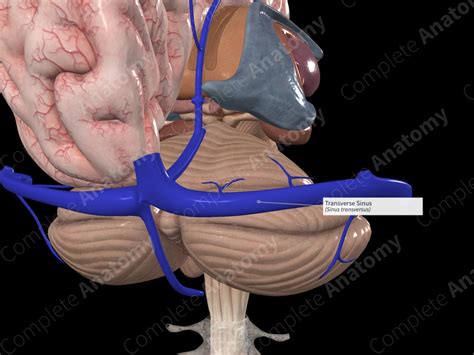 Transverse Sinus Complete Anatomy