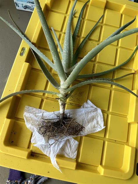 Aloe Plant Repotting Rhouseplants