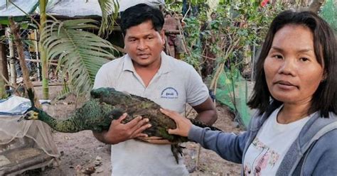 ទីបំផុត សត្វក្ងោកទាំង ២០ក្បាល ត្រូវបានប្រគល់ដល់ដៃម្ចាស់ដើមវិញហើយ ក្រោយបទបញ្ជាសម្តេចតេជោ Cnc News