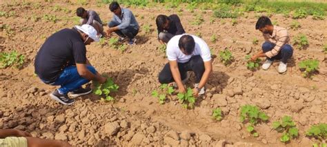 Vimal Gupta On Linkedin Internship Training Theallnewswal