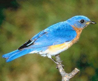 Missouris State Bird