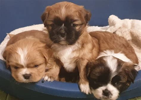 Vand Pui De Pechinez Arhiva Okazii Ro