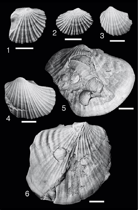 Monotis Entomonotis Ochotica Keyserling 1848 From Upper Norian Download Scientific