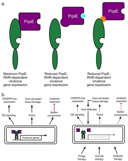 Microorganisms Special Issue How Does Pseudomonas Aeruginosa Adapt To Its Environment