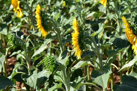 Sunflowers Sunflower Cultivation Free Photo On Pixabay Pixabay