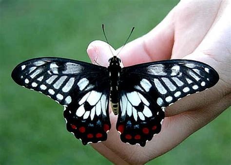 Black And Red Butterfly Identification