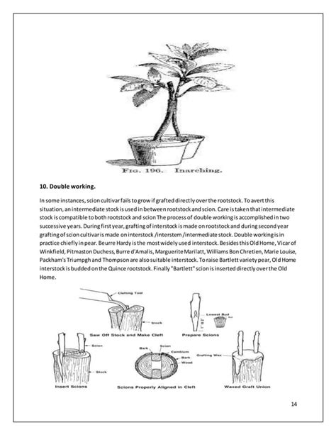 Methods Of Asexual Propagation Docx Woodworking Arts And Crafts