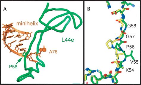 Structures Of Deacylated Trna Mimics Bound To The E Site Of The Large