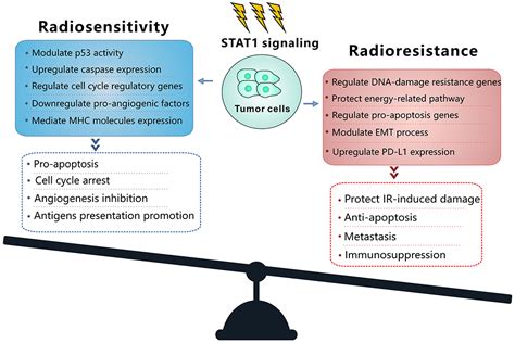 Targeting Ifn Stat1 Pathway As A Promising Strategy To Overcome Radior Ott