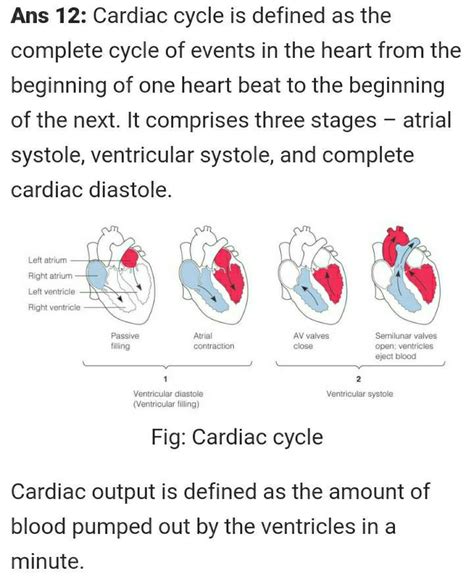 Define Cardiac Cycle And Cardiac Output Edurev Neet Question