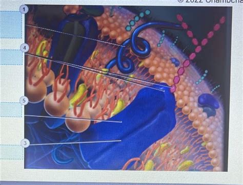 Solved Cytoskeleton Arrange The Following In Order From Chegg Com