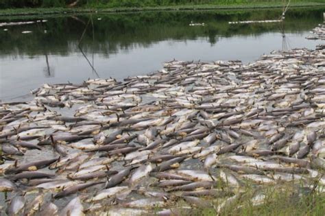 อยุธยาเร่งแก้น้ำเน่าในคลองหนองหม้อ