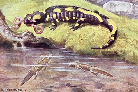 Bert Der Bär Naturgeheimnisse Ii