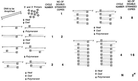 Gene Quantification And Mrna Analysis Methods And Mrna Quantification