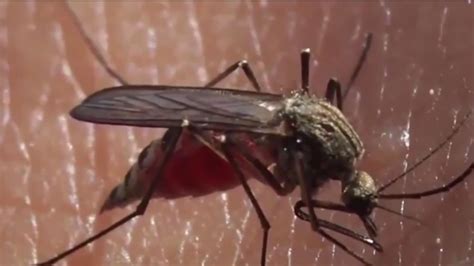 The Reason There Are So Many Mosquitos In San Diego County