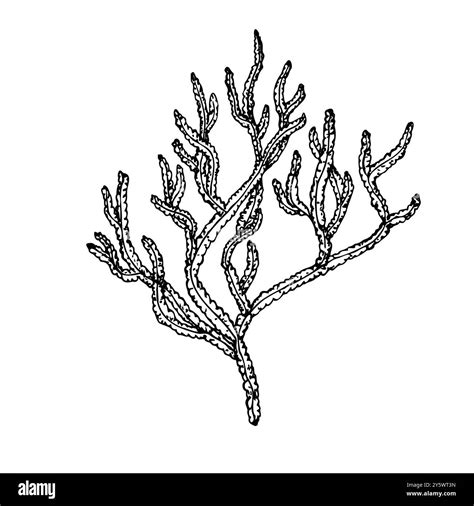 Vector Coral Hand Painted Line Reef Sketch Graphic Tropical Clip Art