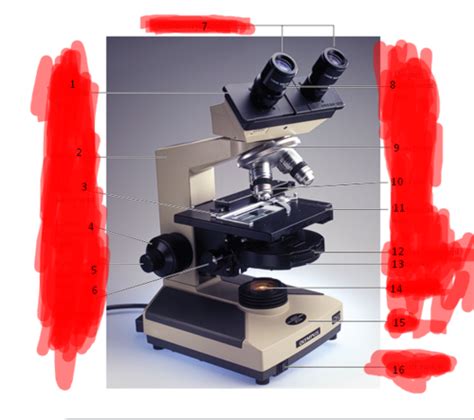 Microbio Lab Practical 2 Flashcards Quizlet