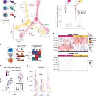 MulTI Tag In Single Cells A Schematic Describing Single Cell MulTI Tag Download Scientific