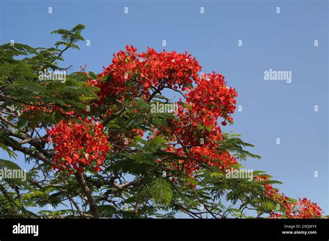The Royal Poinciana Tree Fabaceae Aka Flame Tree Flamboyant Or