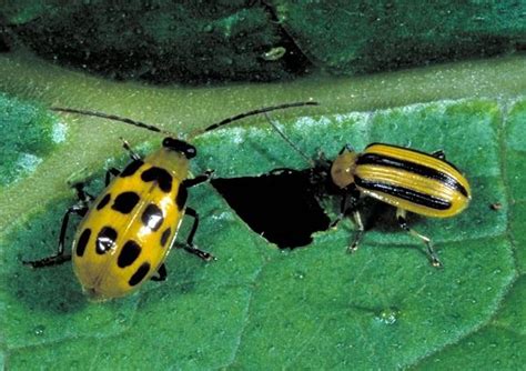 Striped Cucumber Beetle