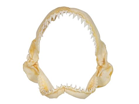 Bull Shark Jaw
