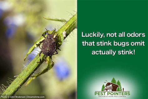 Why Stink Bugs Smell The Real Reasons Pest Pointers