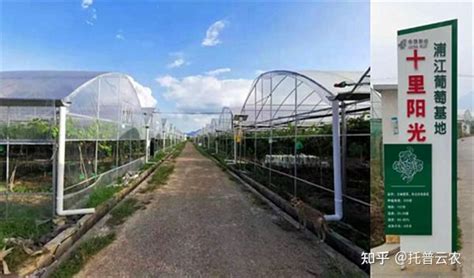 托普云农：数字技术进田间 激活产业“共富密码” 知乎