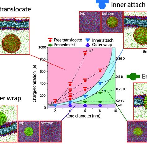 The Nanoparticles Cell Membrane Interface Size Surface Charge Pka And Download Scientific