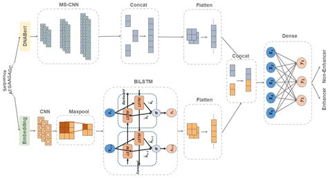 Deepdualenhancer A Dual Feature Input Dnabert Based Deep Learning Method For Enhancer Recognition