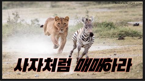 동기부여 사자에게 배우는 매매 노하우 YouTube