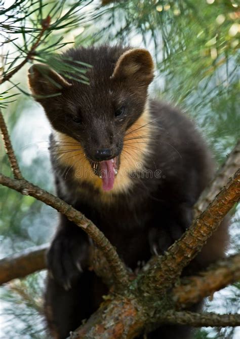 The European Pine Marten Martes Martes Known Most Commonly As The