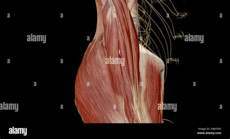 The Sacral Plexus Spinal Nerves Branches Teachmeanatomy