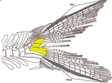 Pdf Complexities Of Early Teleostei And The Evolution Of Particular